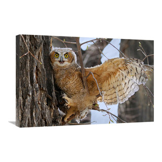 "Fledgling Owl" by Vic Schendel, 30"x20" - Rustic - Prints And Posters ...