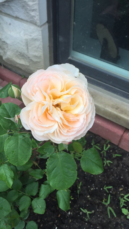 Need help identifying a rose!