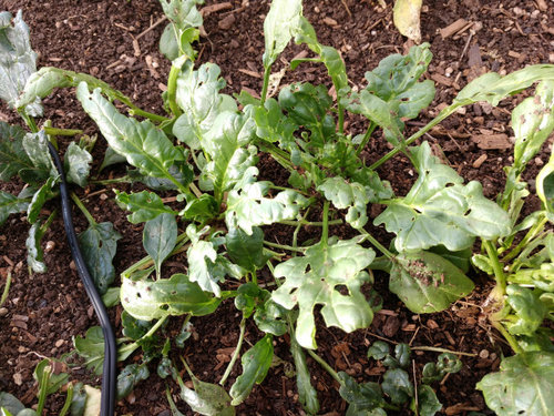 Problems with my spinach