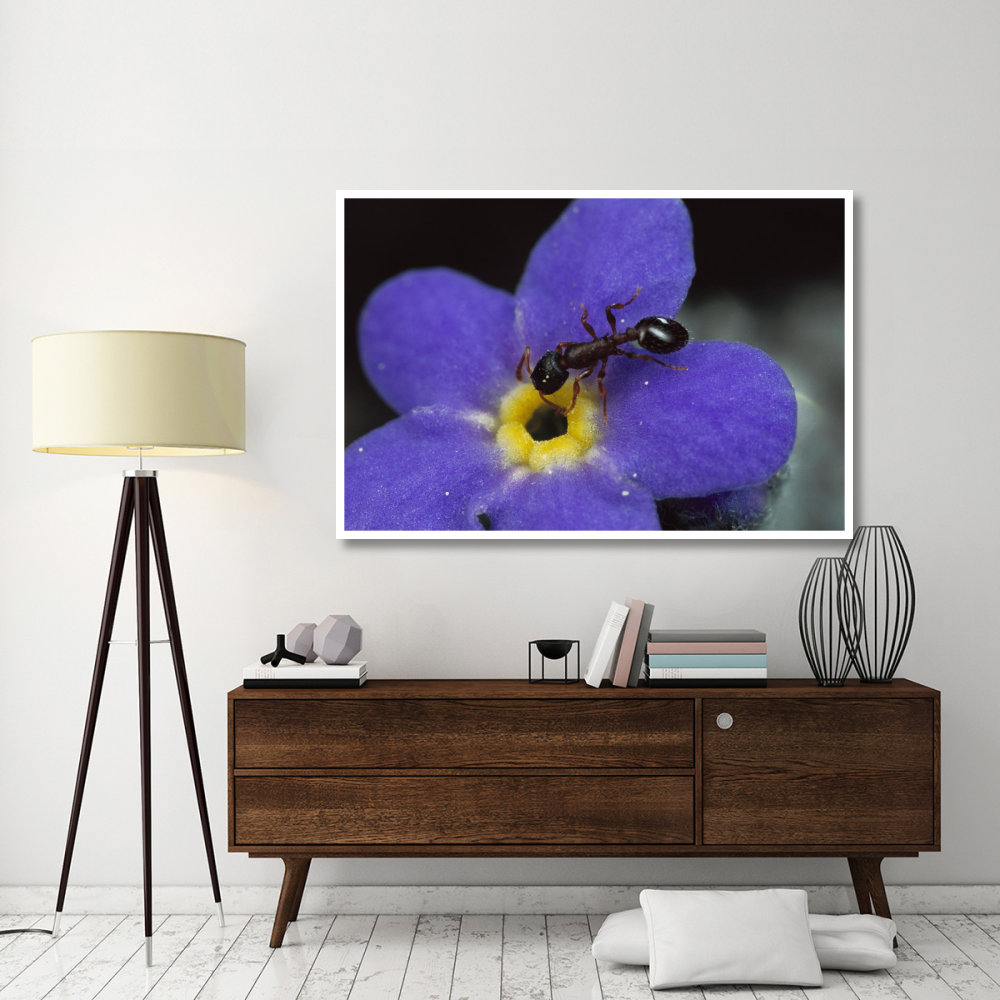 Ant With Pollen Enters Alpine Forget-Me-Not Flower , Colorado-Paper Art ...