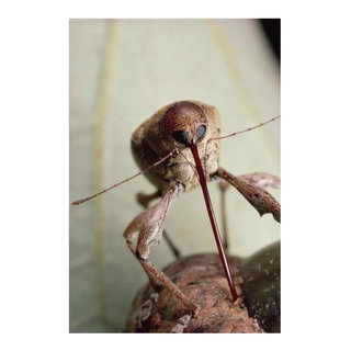 Black Oak Acorn Weevil Boring Into Acorn, Massachusetts-Paper Art, 20 ...