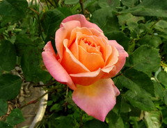 Jessica Hybrid Tea Rose