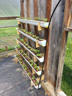 Rain gutter strawberries