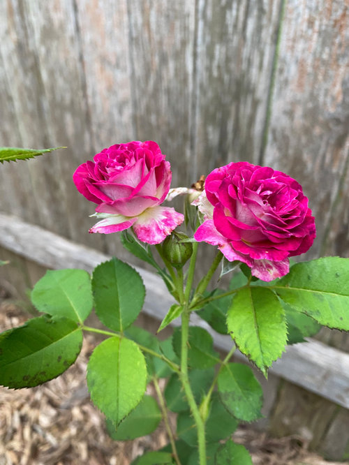 Roses in my garden 2025