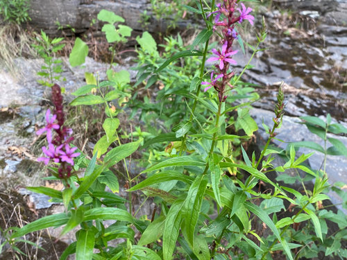 Creek Side Plants