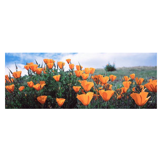 California Poppy Napa Valley Panoramic Fabric Wall Mural, 24 in x 9 in ...