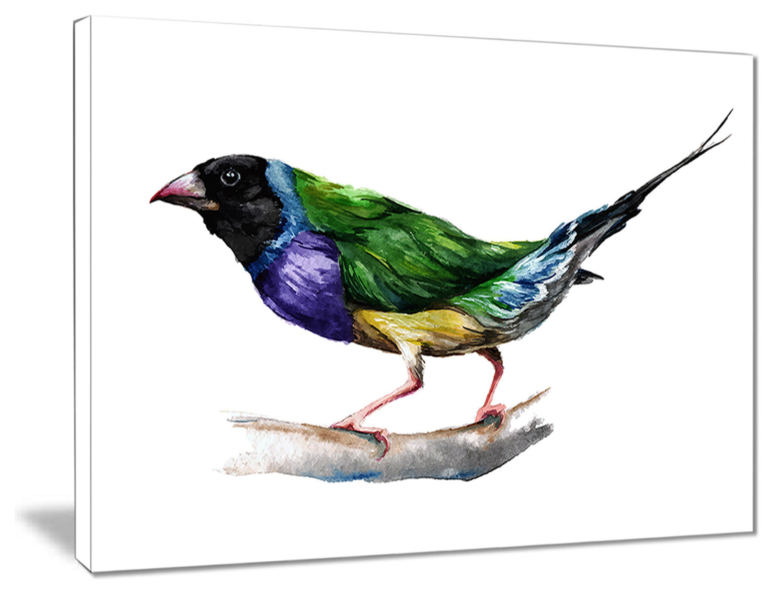 "Gould Finch" Canvas Print, 20"x12" - Contemporary - Prints And Posters ...