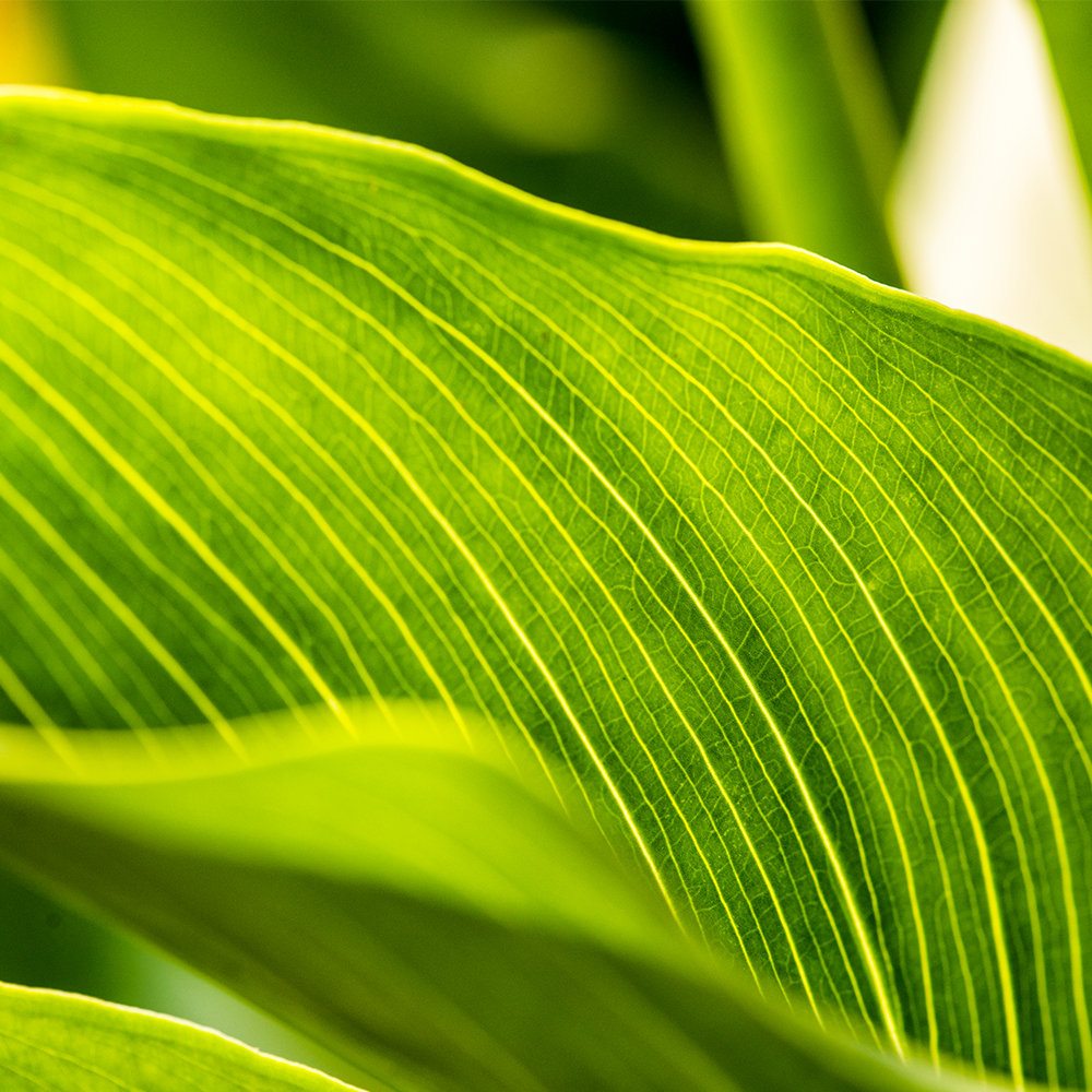 "Steady as She Grows", 30" x 30" - Tropical - Prints And Posters - by ...