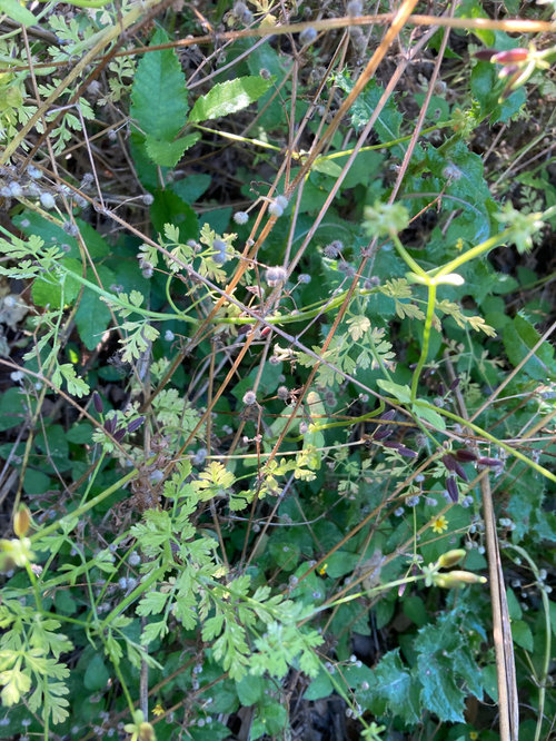 what are these !@#$%^& burrs?