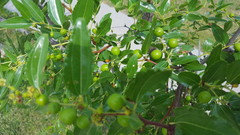 Jujube pollination and varieties