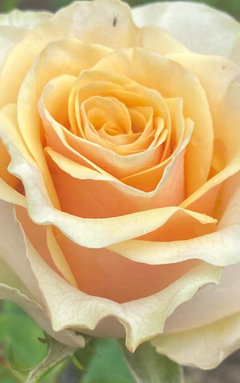 My Japanese & Florist Rose Garden