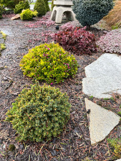 Favourite true mini conifer