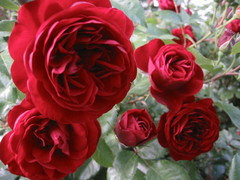 Long blooming roses | Houzz Forum