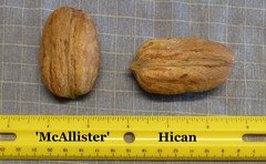 Growing Hickory and Hican for Nut Production (3)