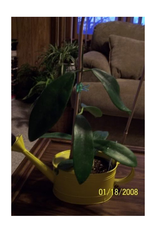 Hoya Pachyclada and Hoya Meliflua ssp. Fraterna