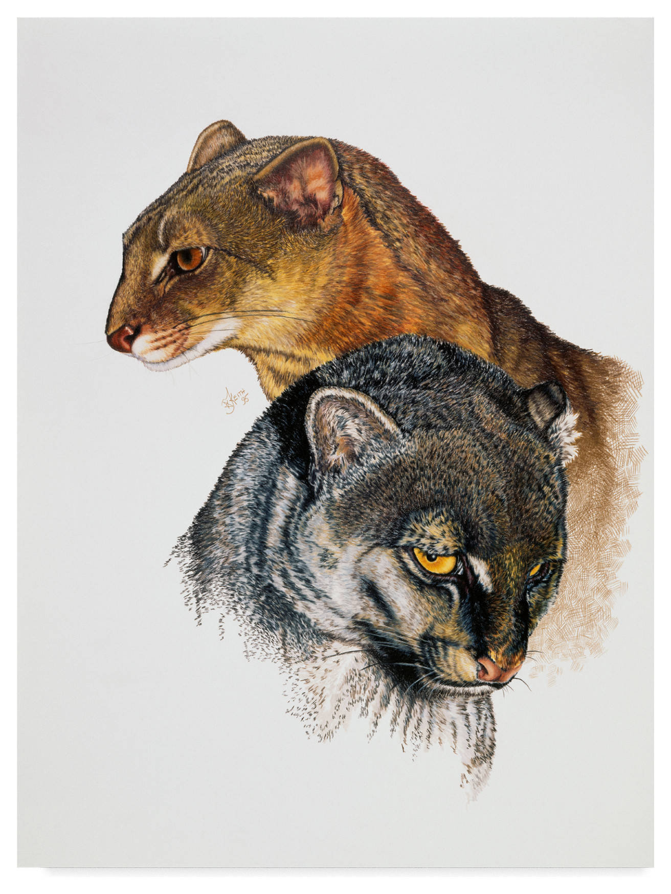 "Jaguarundi" by Barbara Keith, Canvas Art, 19"x14" - Contemporary ...
