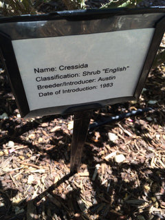 Cressida identification?