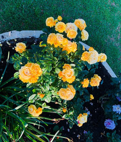 Which roses hold up best in high heat/humidity