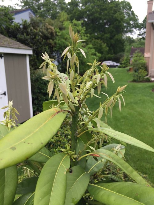 Lithocarpus henryi | Houzz Forum