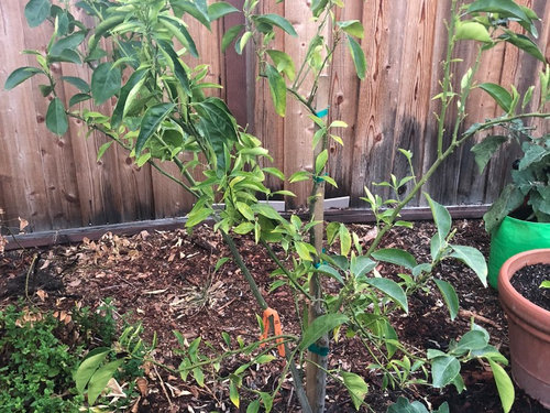Washington Navel Orange tree issues