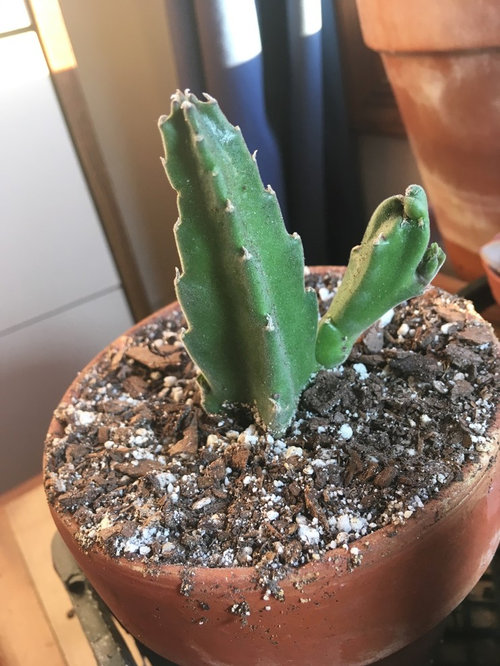 This is How Italians Grow Succulents This is How Italians Grow Succulents