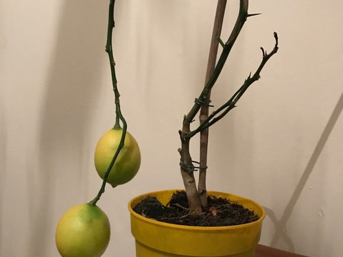 Leafless wonky sad lemon tree