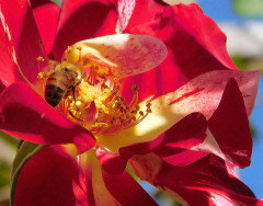 Roses that attract pollinators