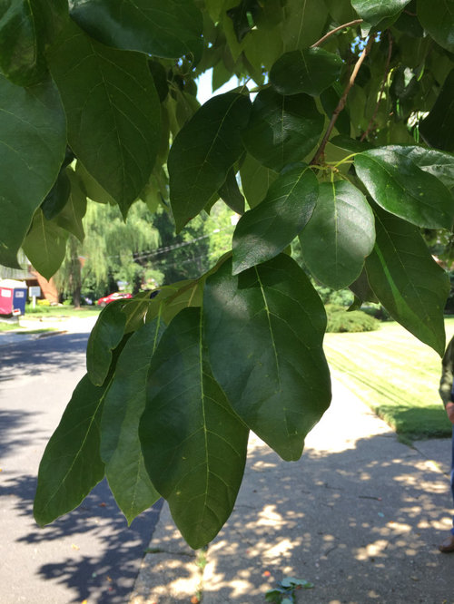 Tree growing in zone 7b
