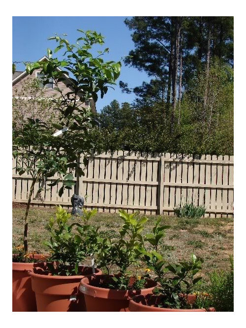 Meyer, Eureka and Sambo Lemon Trees