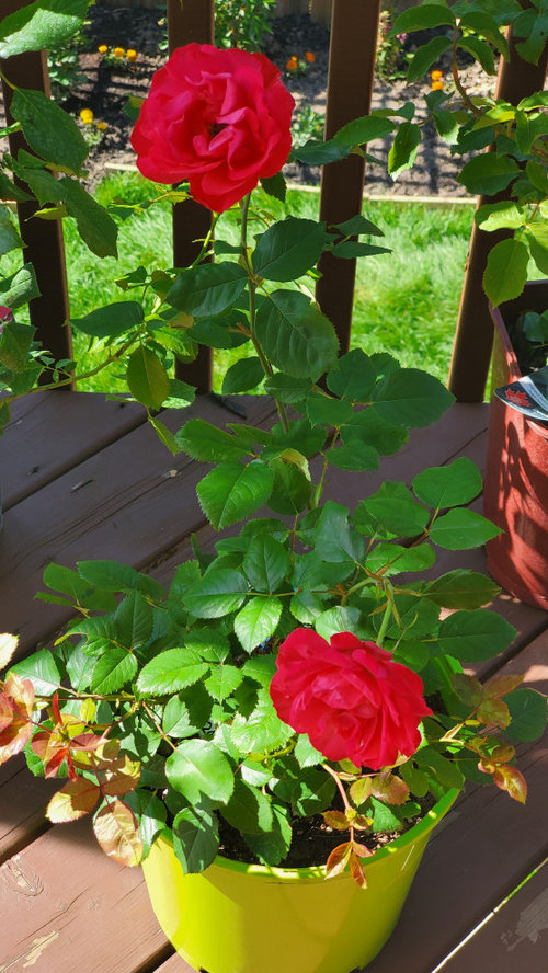 Don Juan and red fountain rose identification