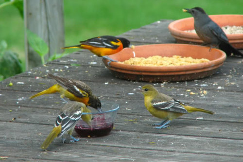 Oriole family photos......