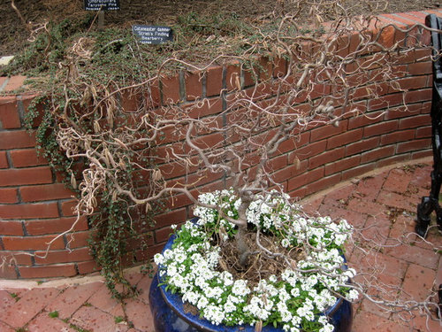 Curly Tree
