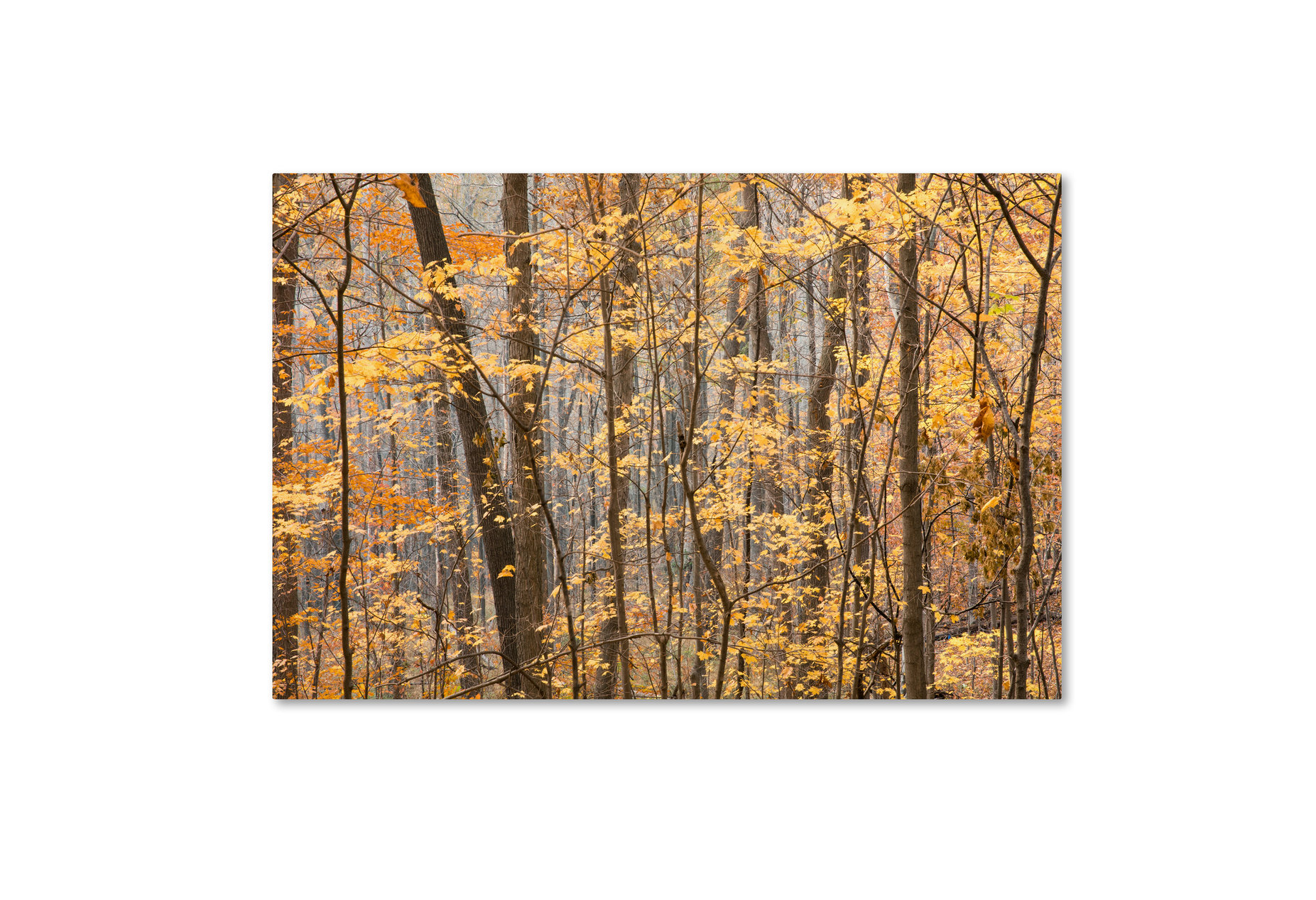 Jason Shaffer 'Autumn Treeline 2' Canvas Art, 19"x12" - Contemporary ...