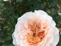 David Austin Discontinued Roses