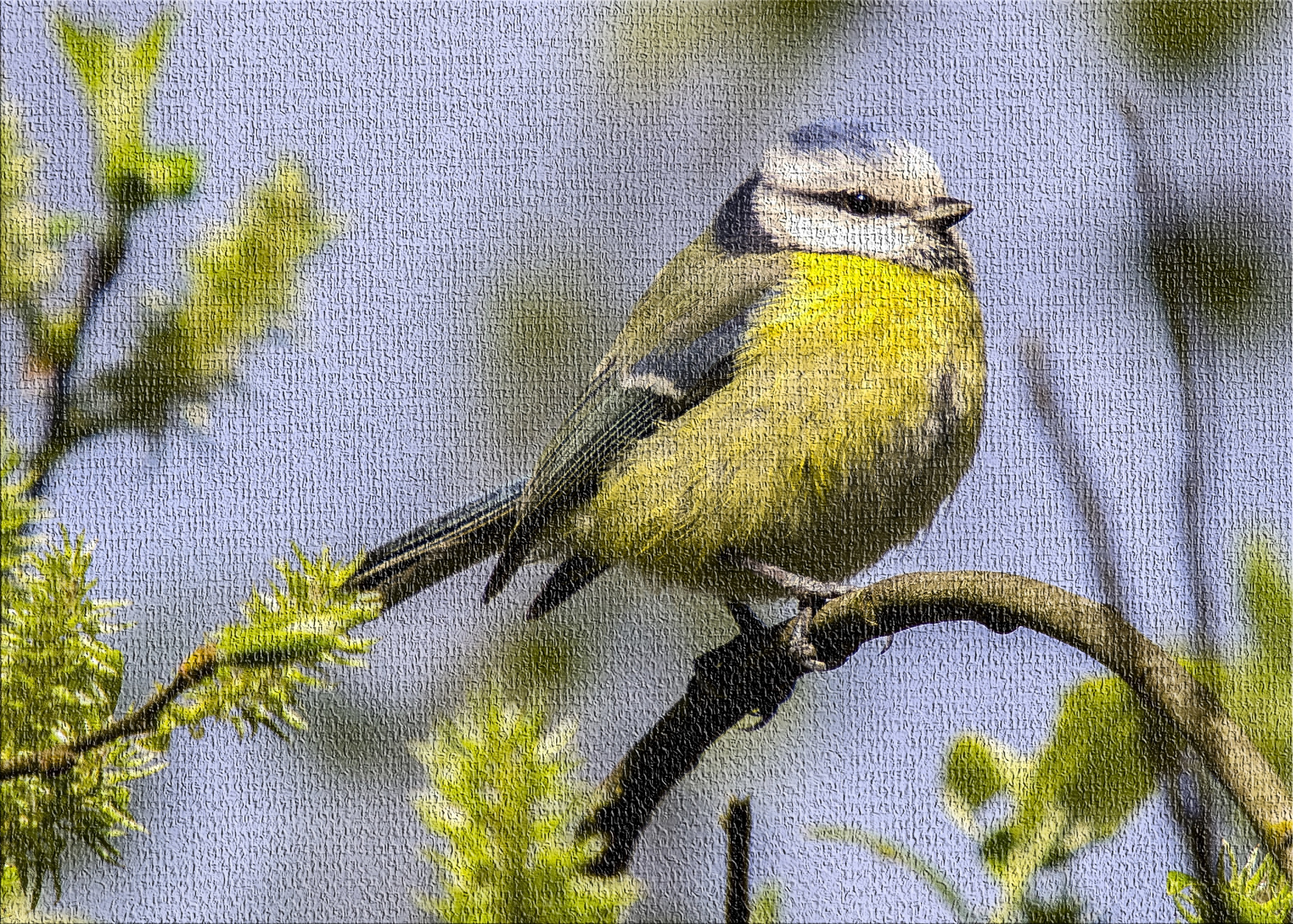 Bird Sitting On A Tree Branch Area Rug, 5'0"x7'0" - Contemporary ...