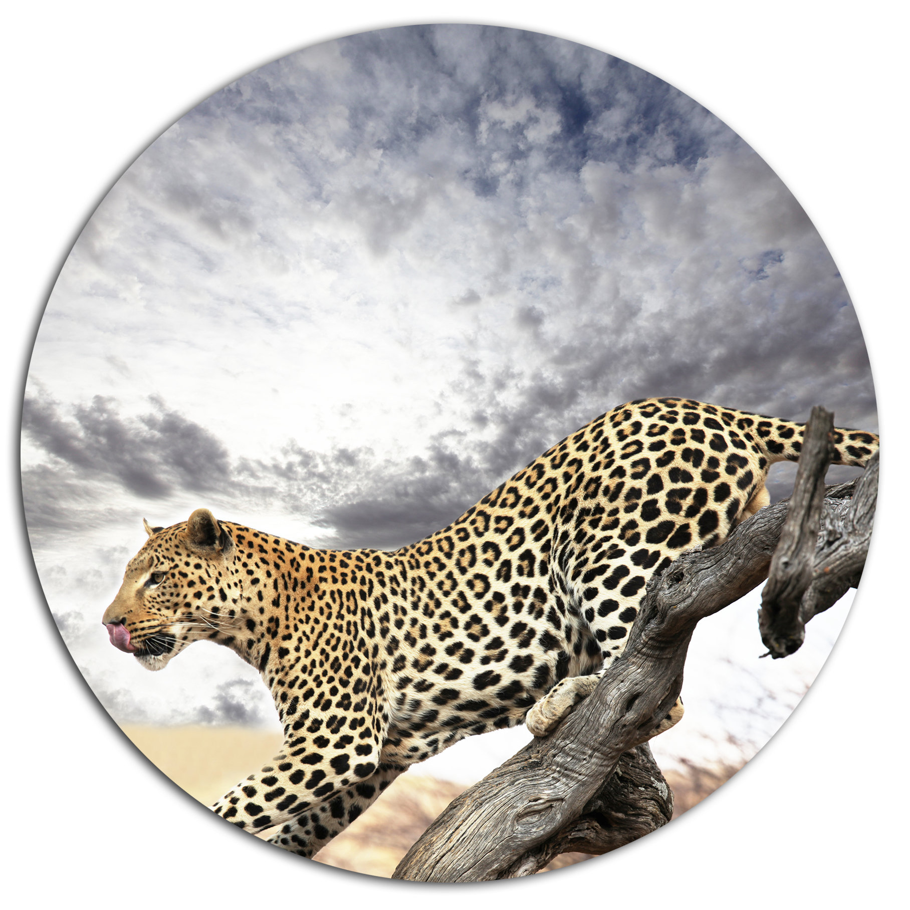 Leopard Taking Rest On Tree Trunks, African Disc Metal Artwork, Disc of ...