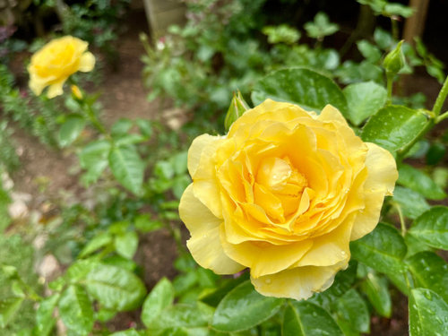Floribunda Rose - Doris Day