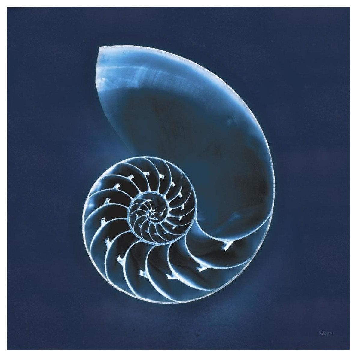 "Cyanotype Sea II" Digital Paper Print by Sue Schlabach, 20"x20", 40 ...