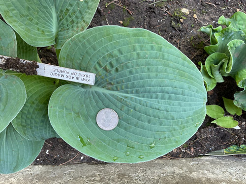 I have this hosta marked as Kiwi Black Magic. I think I’m wrong. Any