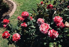 2019 USA New Rose Introductions | Houzz Forum