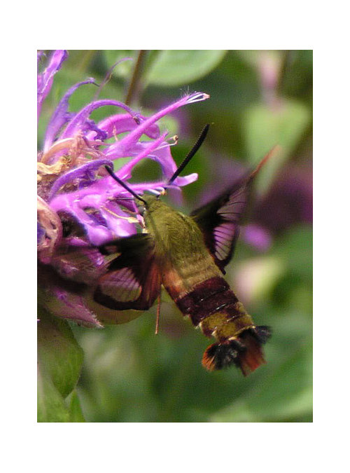 Sphinx/Hawk Moth pix