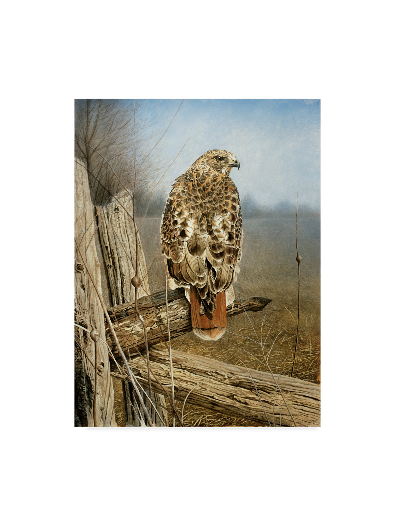 Rusty Frentner 'Red Tailed Hawk' Canvas Art, 47"x35" - Contemporary ...