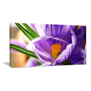 "Blooming Crocus Flower" Wall Art Canvas, 40"x20" - Contemporary ...