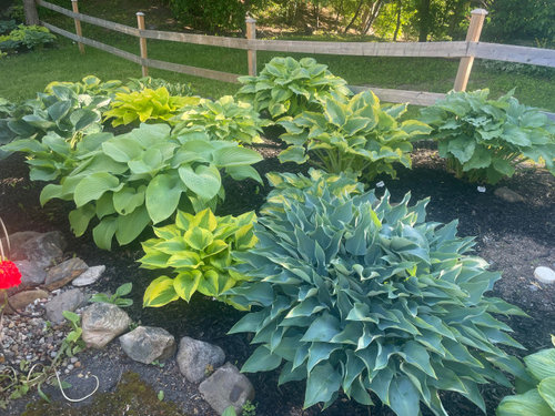 Happy Hosta Grouping