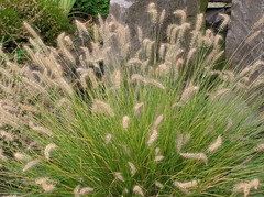 Piglet small fountain grass
