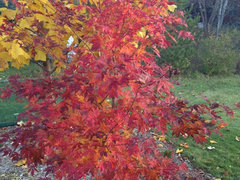 Sugar Maple vs. Miyabe Maple