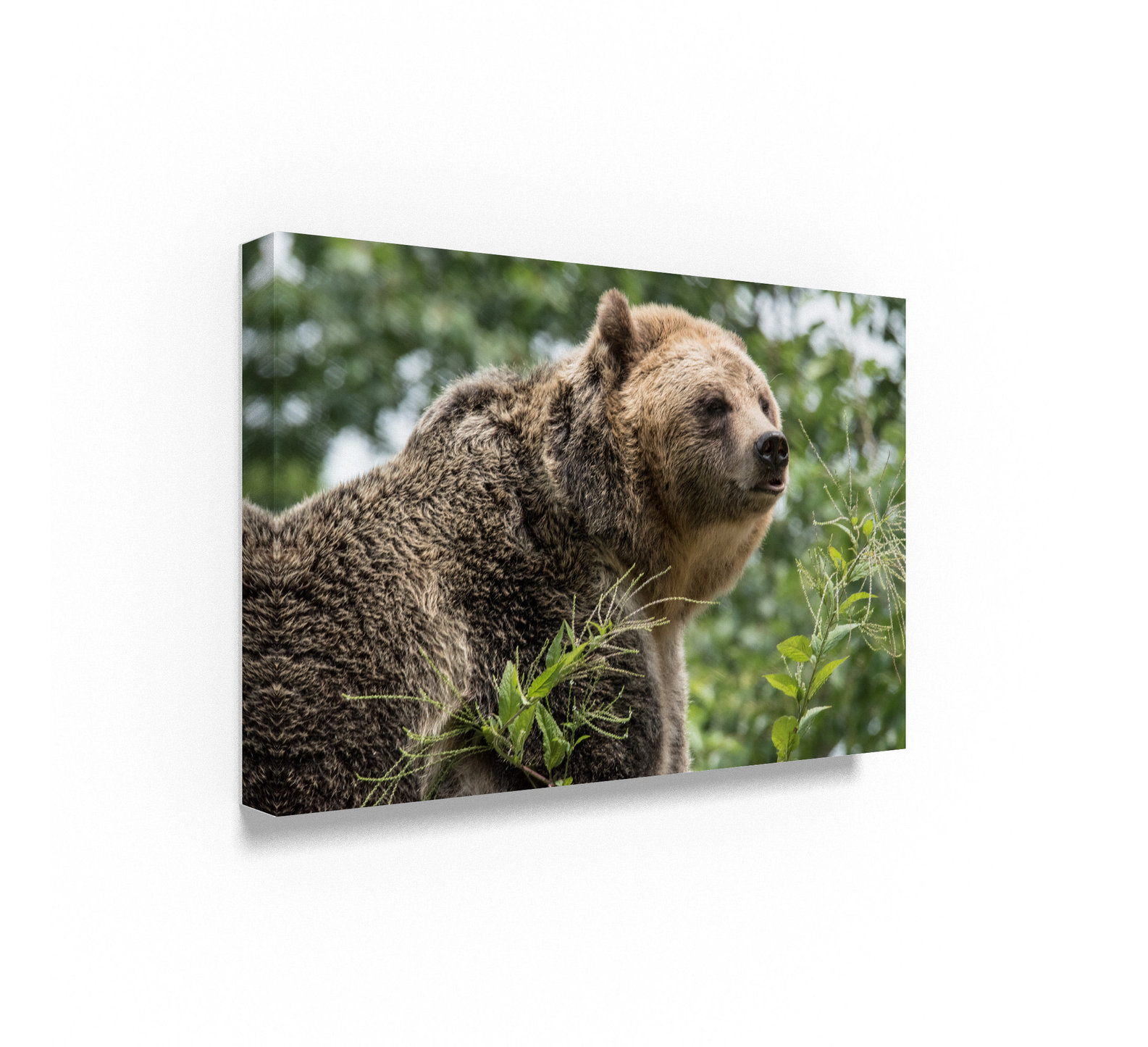 "Bear" by Robert Michaud, Canvas Art, 22"x32" - Rustic - Prints And ...