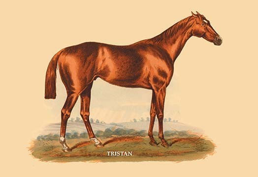 Tristan, 12" x 18" - Traditional - Prints And Posters - by Buyenlarge ...