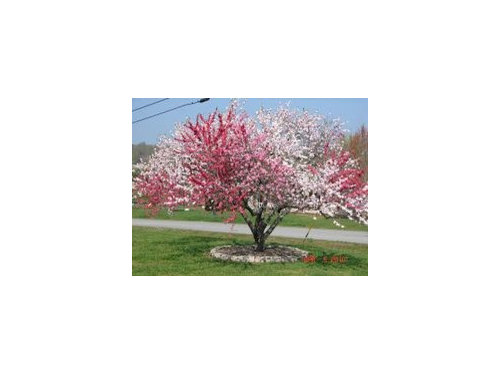 Multi-grafted conifers | Houzz Forum