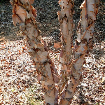 Multi Trunk Birch - Photos & Ideas | Houzz